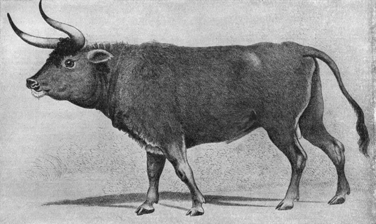 Photo dump: ancient Aurochs and breeding attempts to revive the wild cow