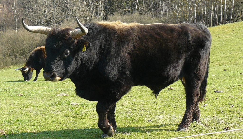 Photo dump: ancient Aurochs and breeding attempts to revive the wild cow