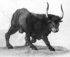 Timeline of cow breed development - GetRawMilk.com
