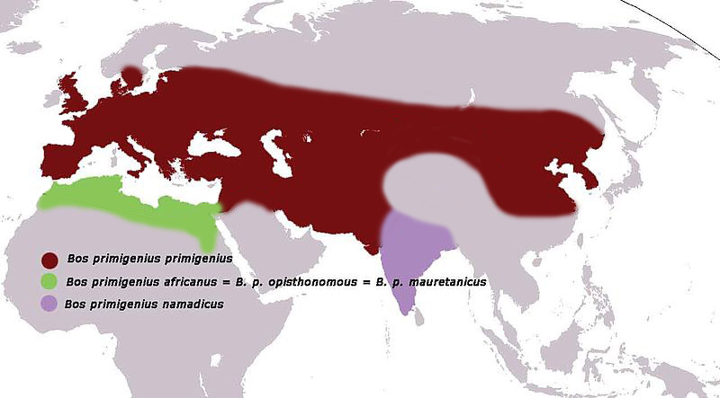 Photo dump: ancient Aurochs and breeding attempts to revive the wild ...