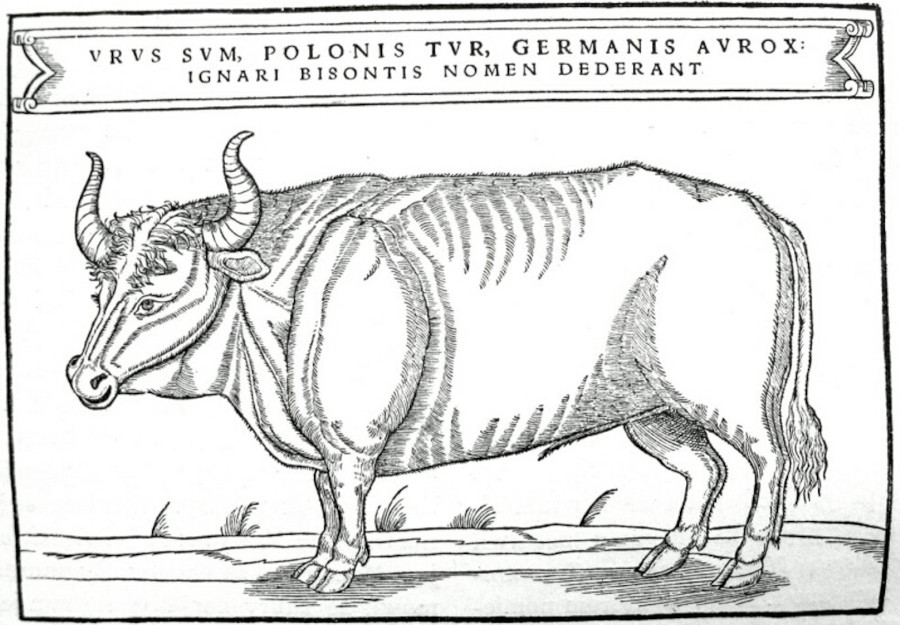 Photo dump: ancient Aurochs and breeding attempts to revive the wild cow