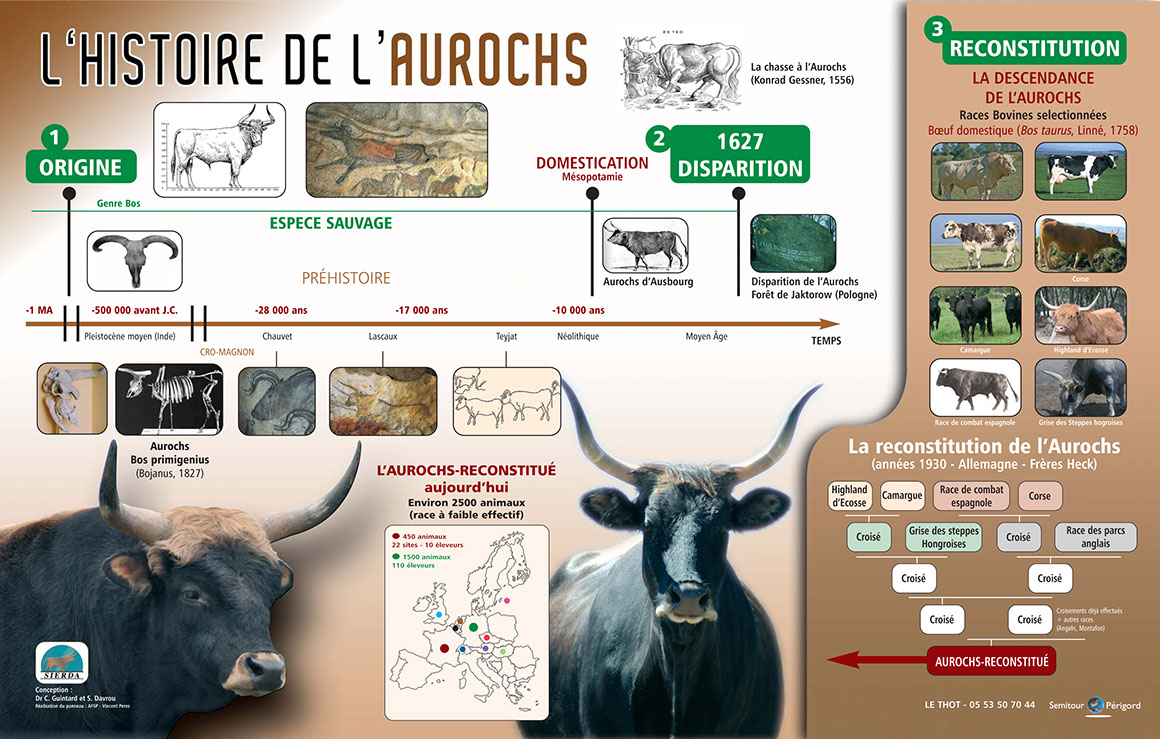 Photo dump: ancient Aurochs and breeding attempts to revive the wild cow