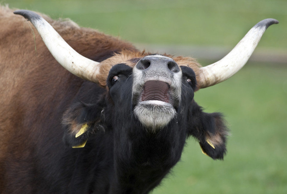 Photo dump: ancient Aurochs and breeding attempts to revive the wild ...