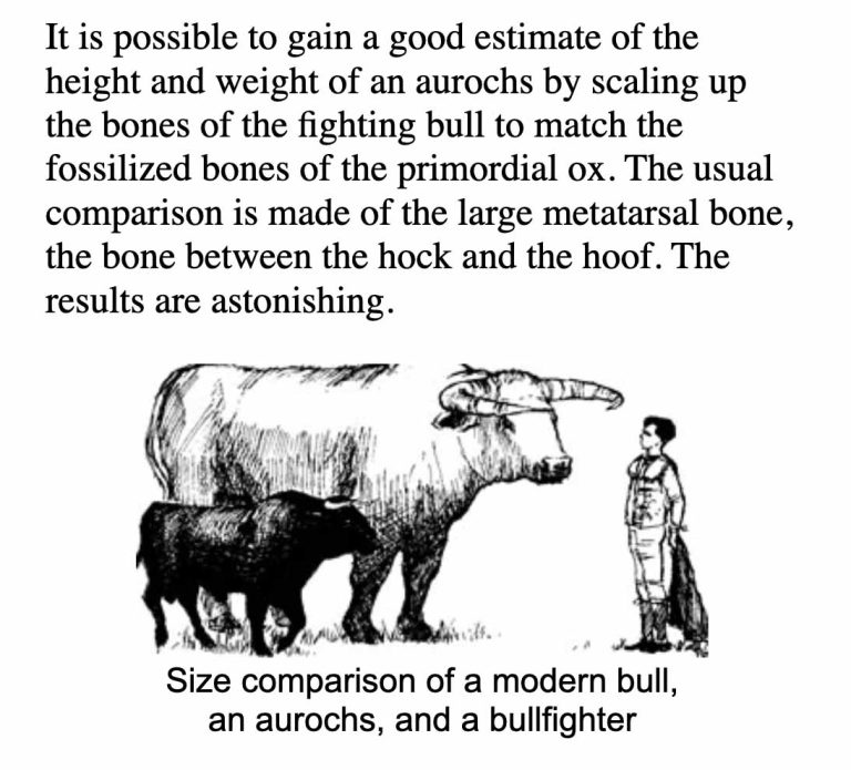 Ancient aurochs size comparison | GetRawMilk.com Blog