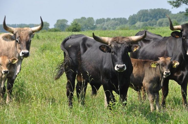 Photo dump: ancient Aurochs and breeding attempts to revive the wild ...