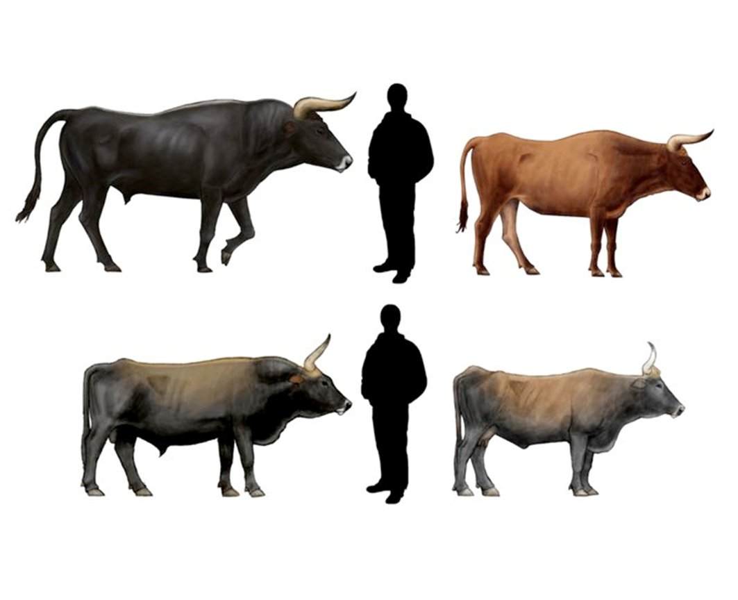 Photo dump: ancient Aurochs and breeding attempts to revive the wild cow