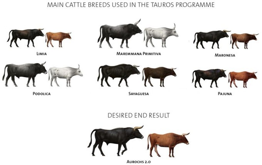 Photo dump: ancient Aurochs and breeding attempts to revive the wild ...