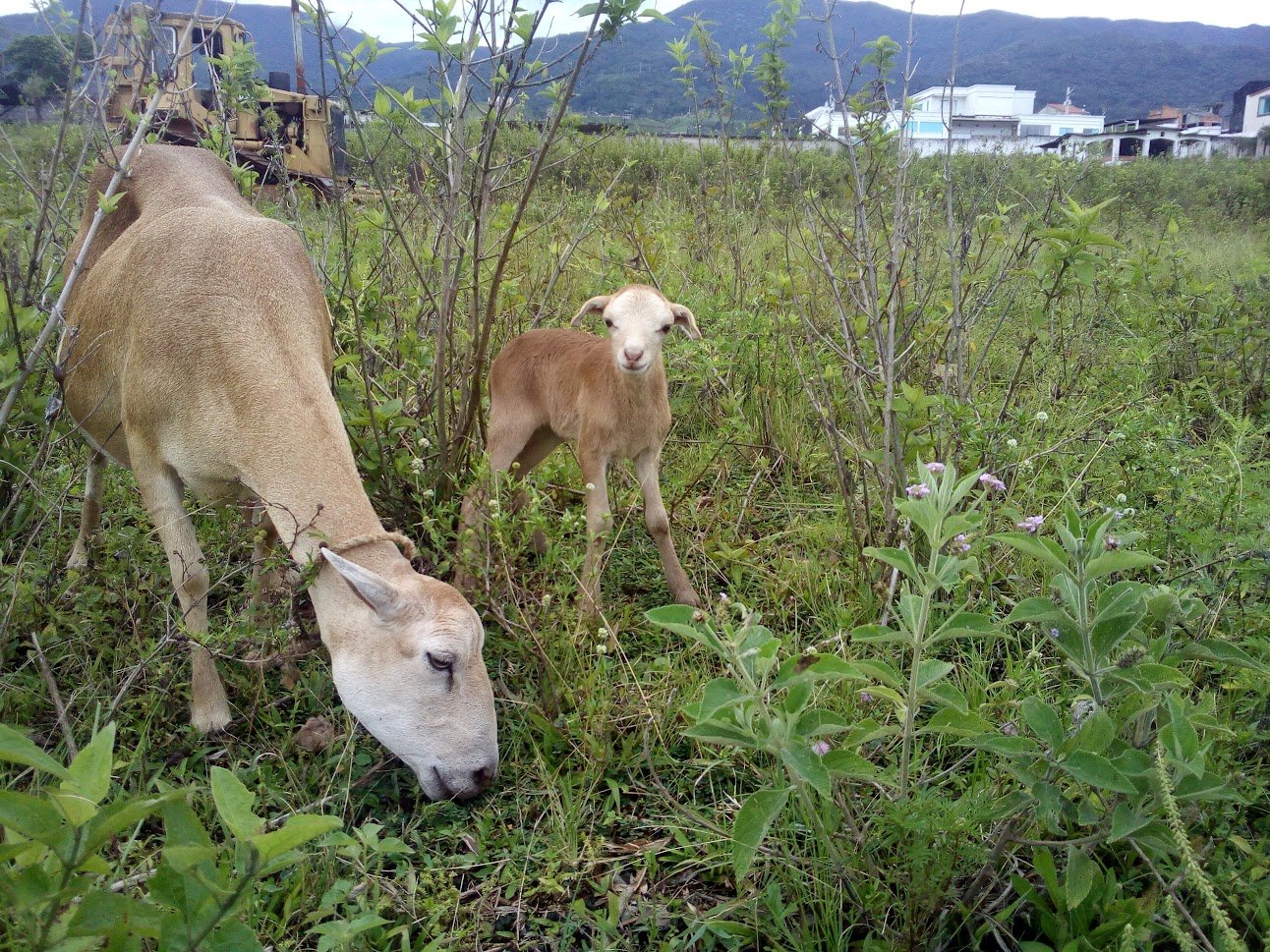 Venezuelan farmer asks for help expanding goat and sheep farm