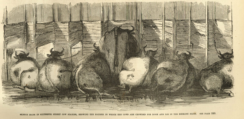 The Swill Milk Scandal and how raw milk became a scapegoat for big business