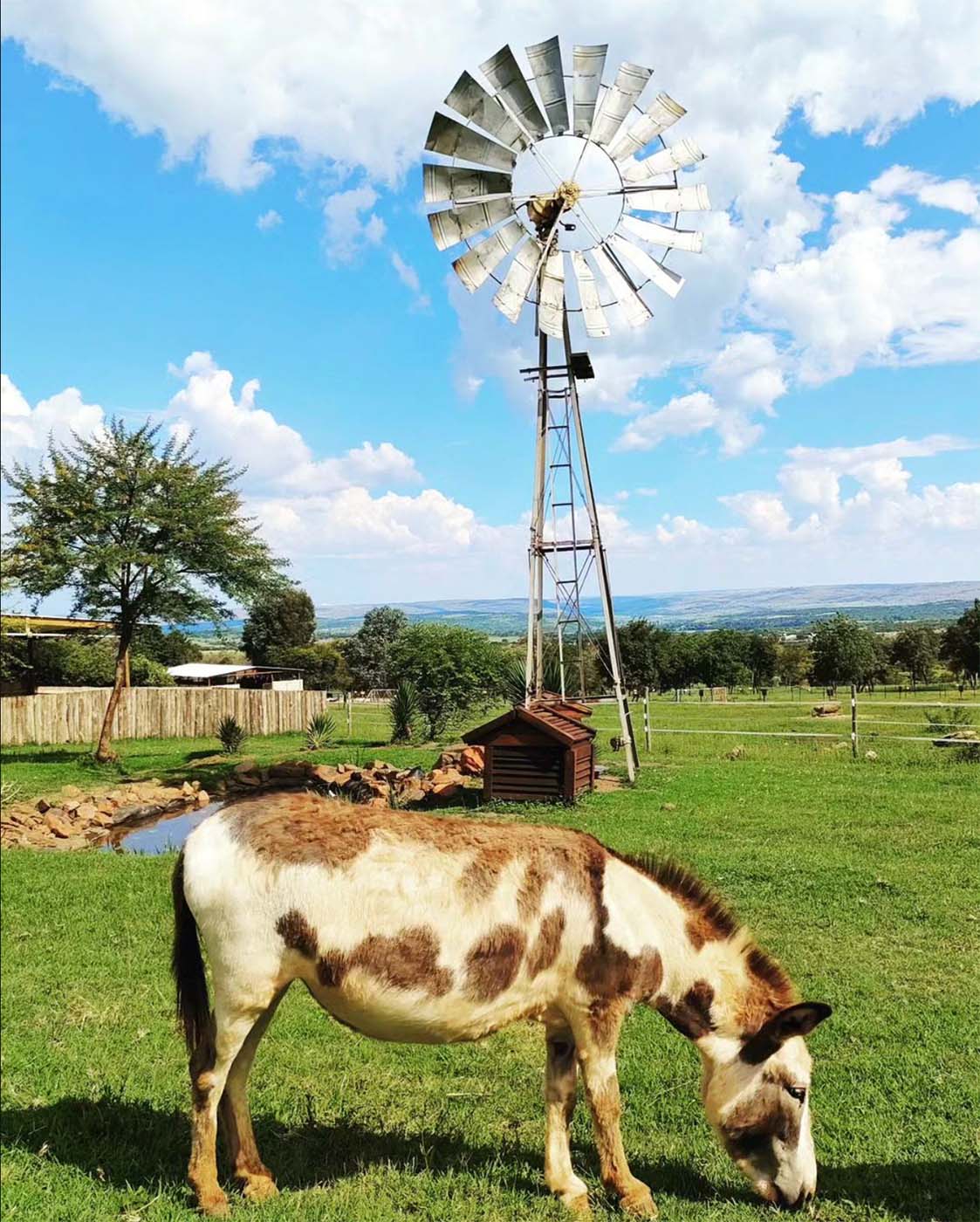 Get raw donkey milk in South Africa