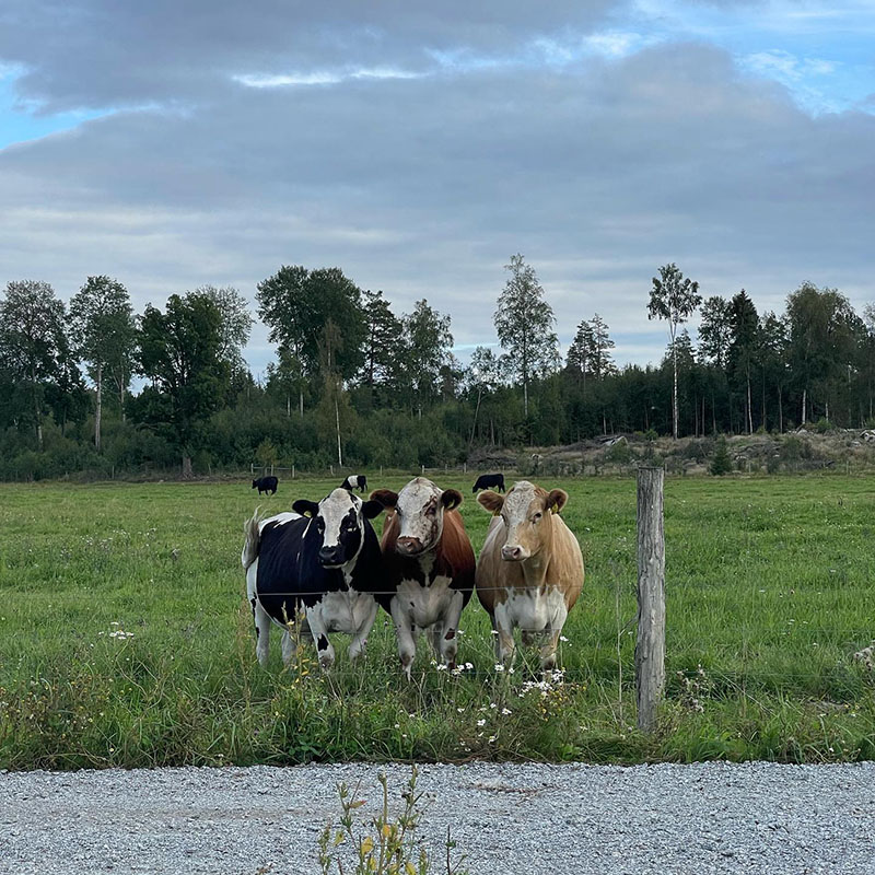 Get raw mjölk near Stockholm, Sweden — GetRawMilk.com