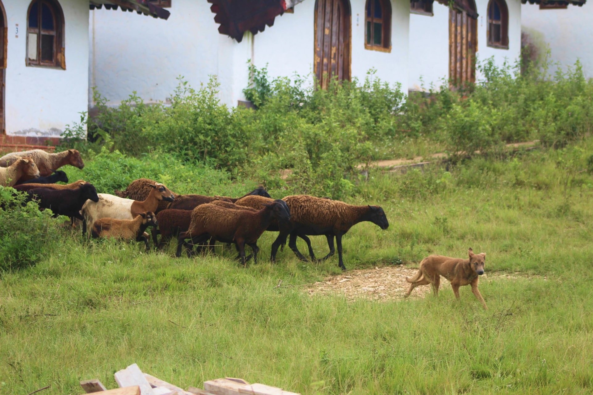 Venezuelan farmer asks for help expanding goat and sheep farm