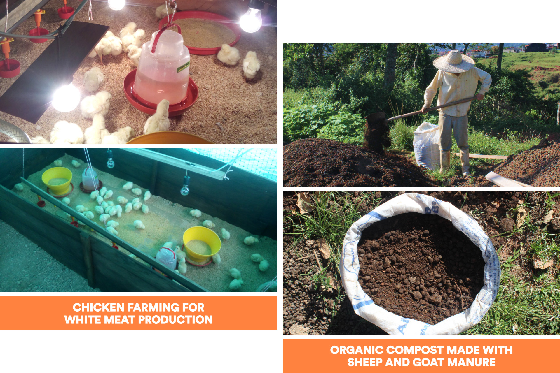 Venezuelan farmer asks for help expanding goat and sheep farm