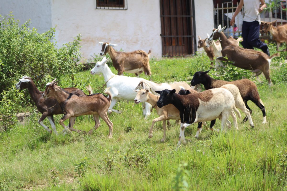 Venezuelan farmer asks for help expanding goat and sheep farm